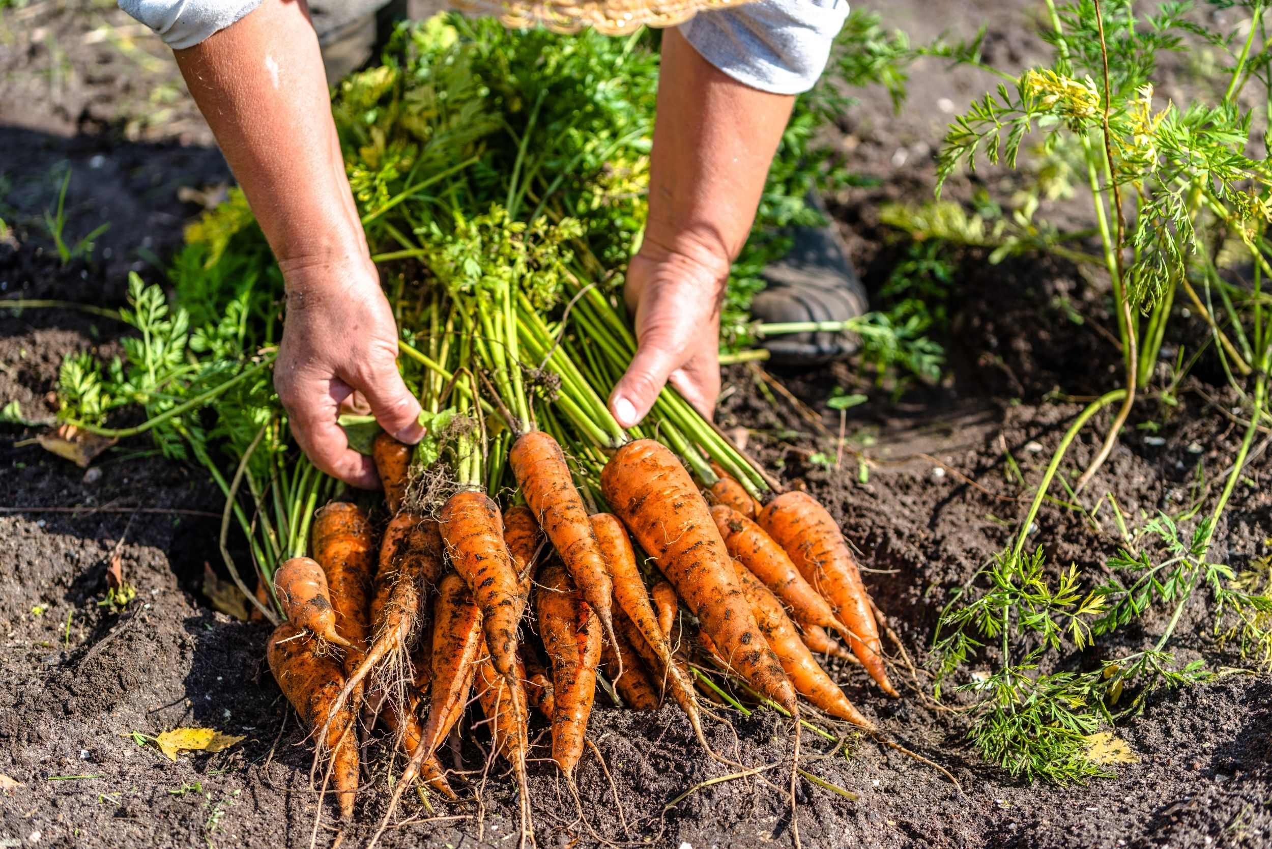 Vegetable puree, concentrate & NFC supplier | SVZ