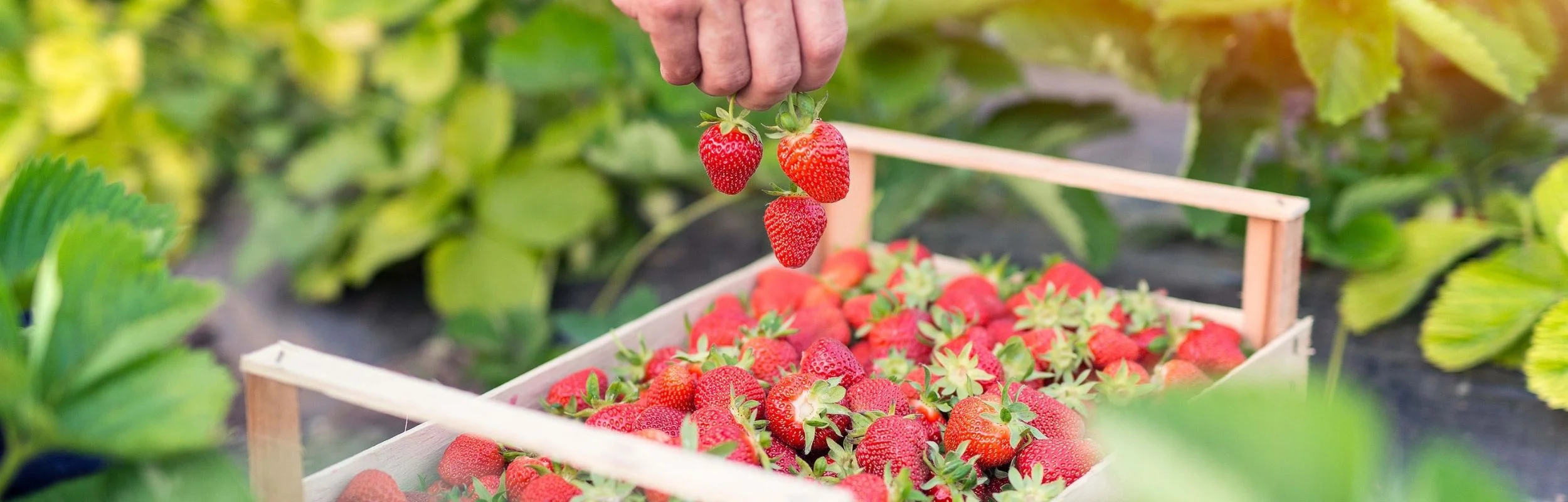 Conventional fruit & vegetable ingredients | SVZ